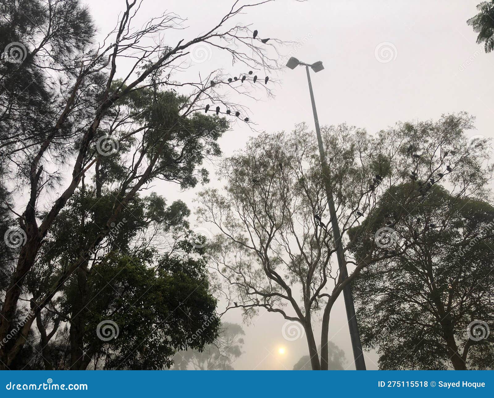 Morning Meeting stock photo. Image of crows, meeting - 275115518