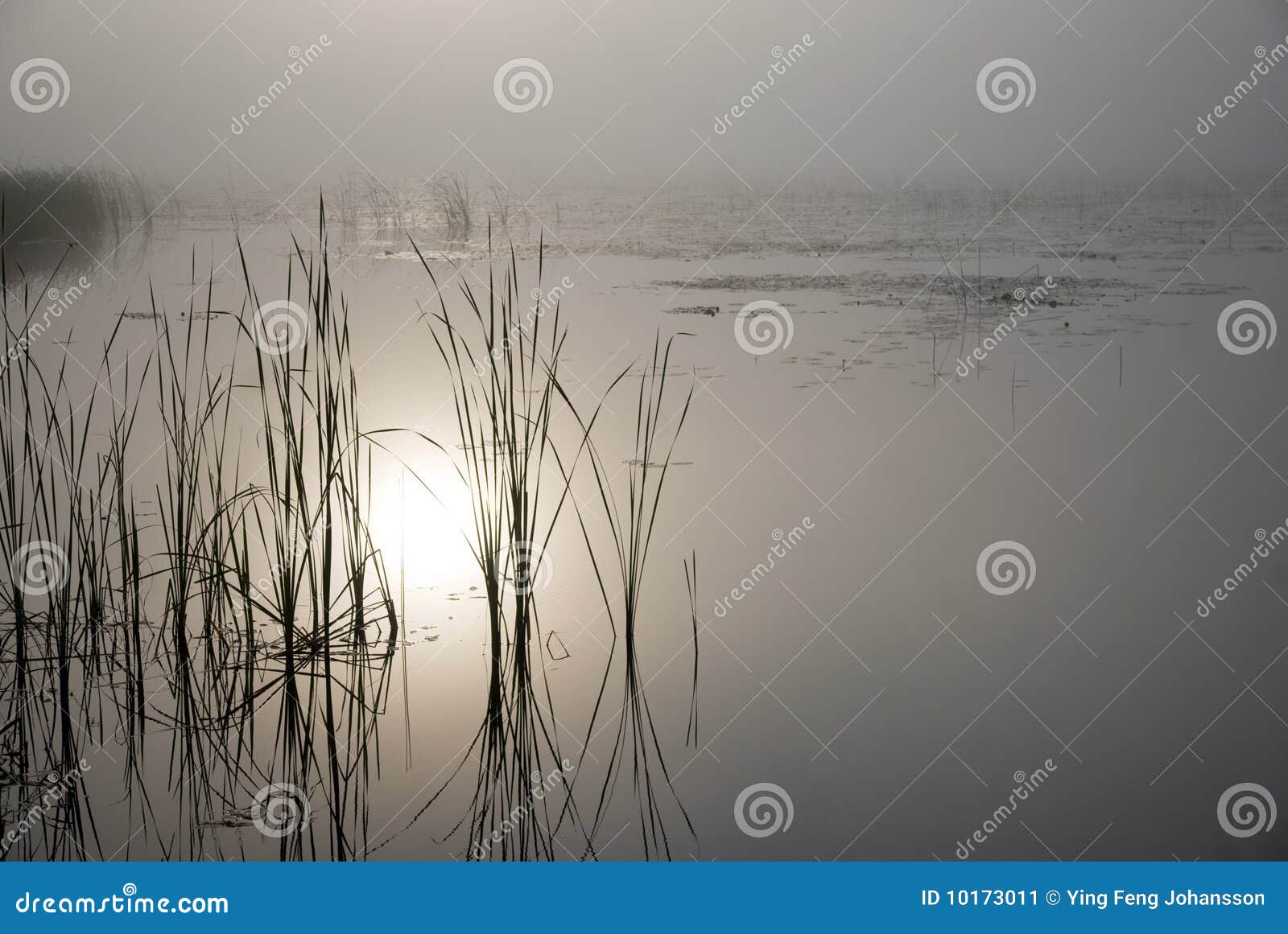 Morning mist stock image. Image of tranquil, plant, morning - 10173011