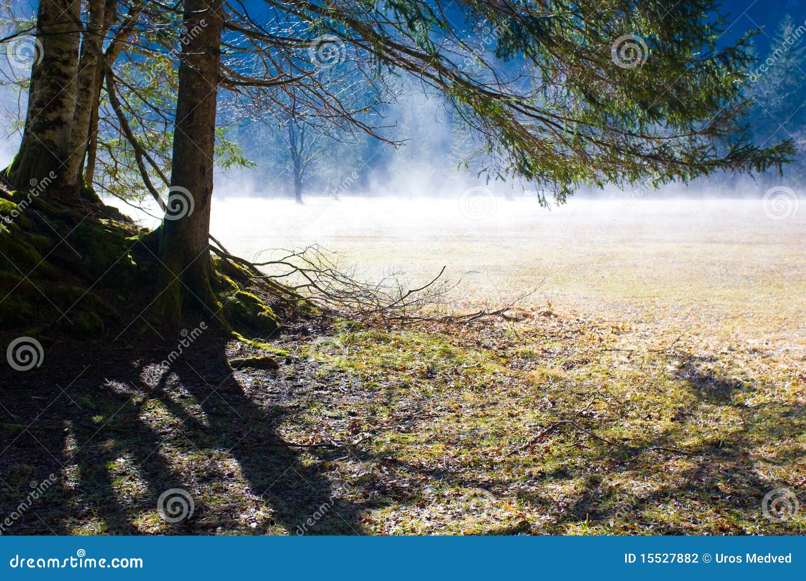 Morning mist stock photo. Image of morning, leaf, glowing - 15527882