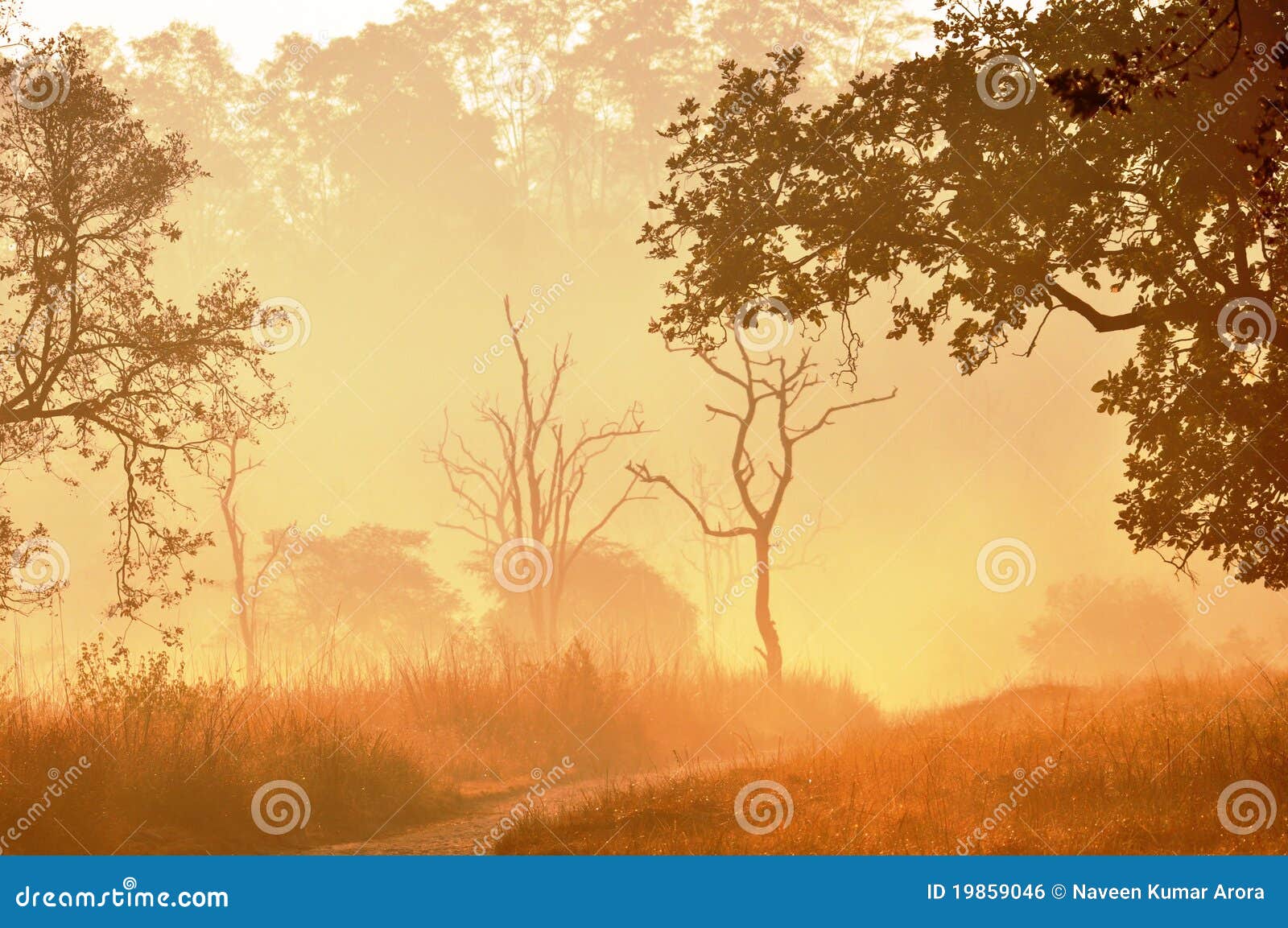 Morning Mist stock photo. Image of scenary, sunrise, winter - 19859046
