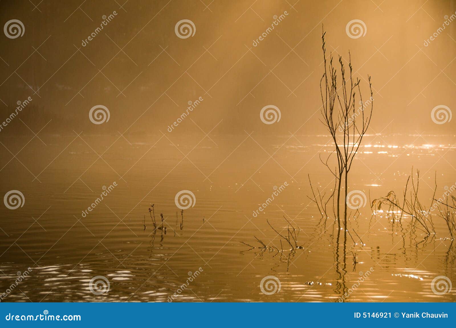 Morning Mist stock image. Image of shore, shoreline, spring - 5146921