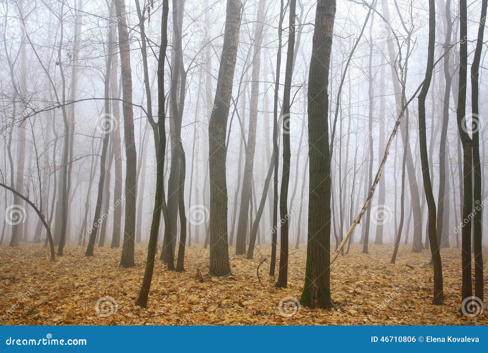 Morning mist autumn forest stock photo. Image of forest - 46710806