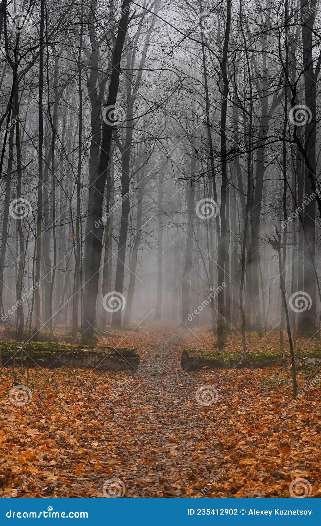 Morning Mist in Autumn Forest Stock Photo - Image of outdoor, idyllic ...