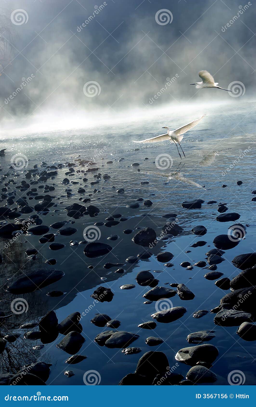 Morning mist birds stock photo. Image of front, painter - 3567156