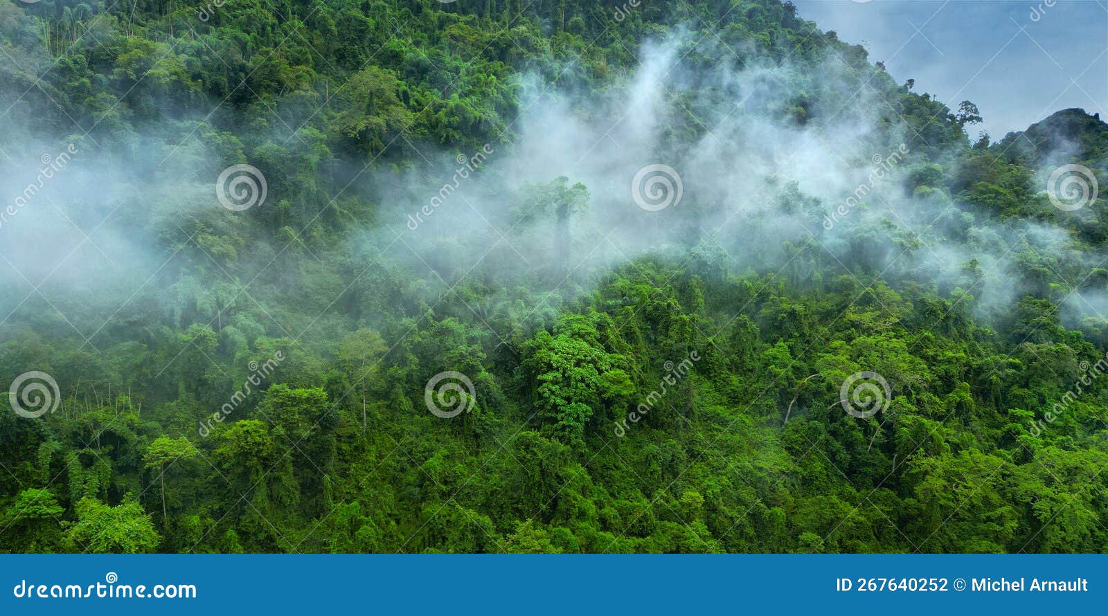 Morning Mist on the Canopy in the Mountains of the Rainforest Stock ...