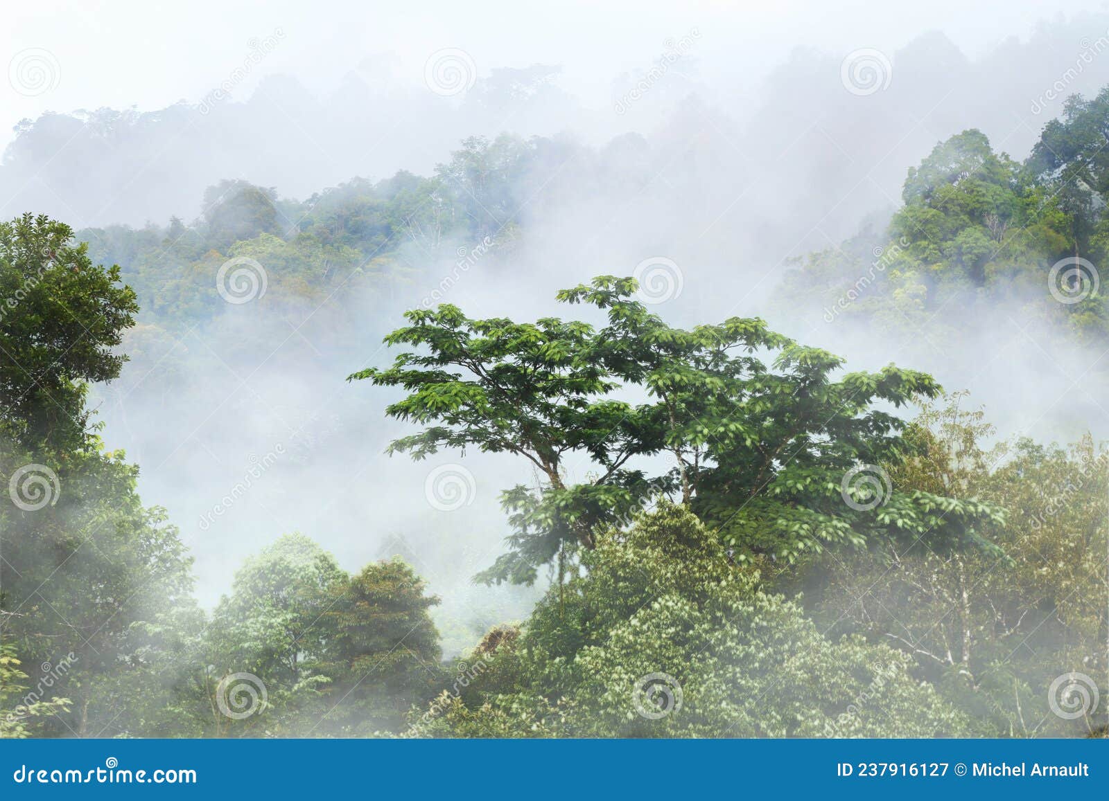 Morning Mist in the Rainforest Stock Image - Image of green, malaysia ...