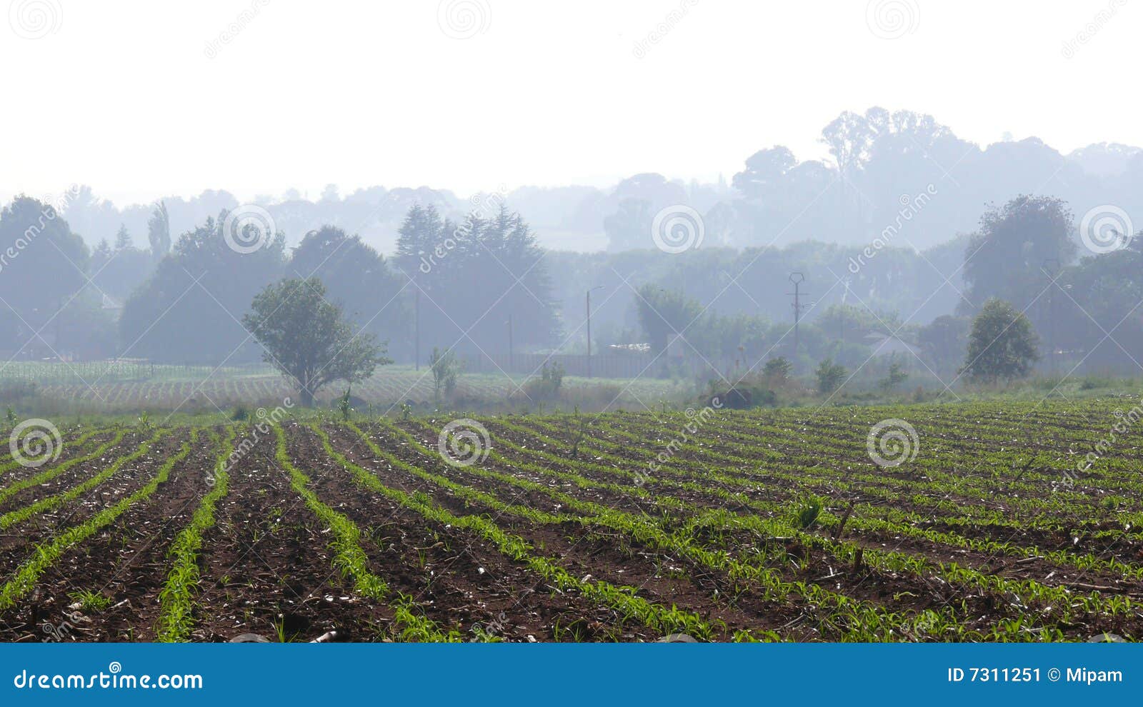 Morning Mist on Countryside Stock Image - Image of countyside, gauze ...