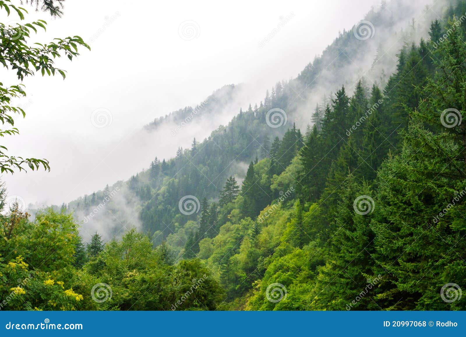 Morning Mist Cover Pine Tree Forest Stock Photo - Image of jiuzai ...