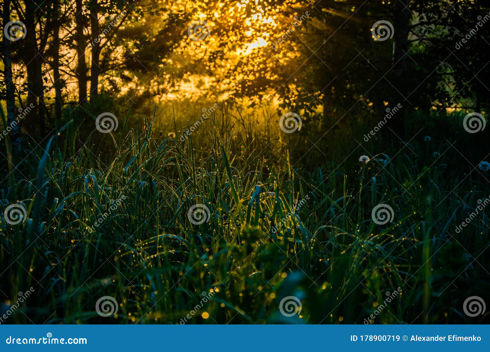 In the Morning Mist and Dew. the Sun S Rays Pass through the Lush ...