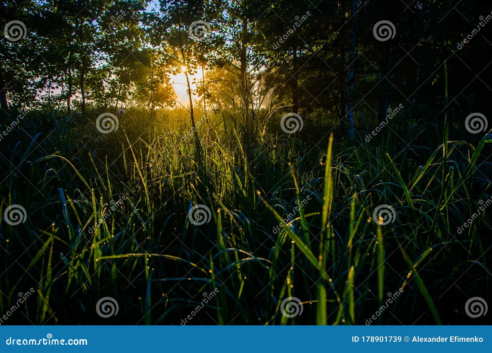 In the Morning Mist and Dew. the Sun S Rays Pass through the Lush ...