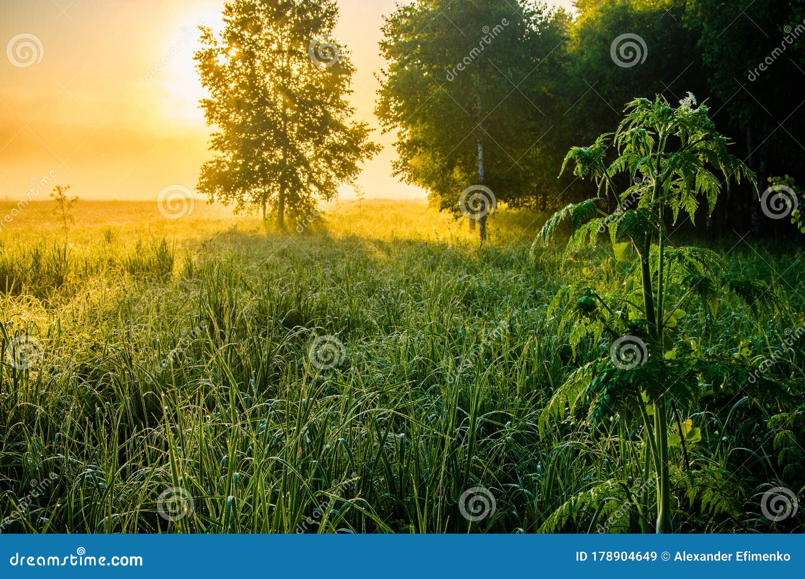 In the Morning Mist and Dew. the Sun S Rays Pass through the Lush ...