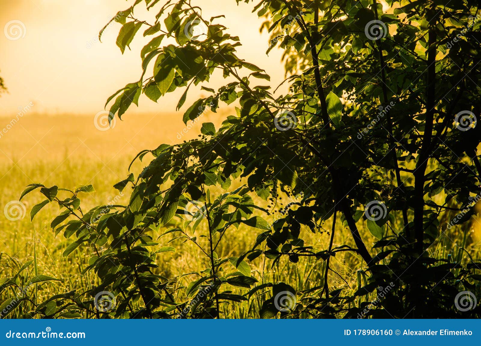 In the Morning Mist and Dew. the Sun S Rays Pass through the Lush ...