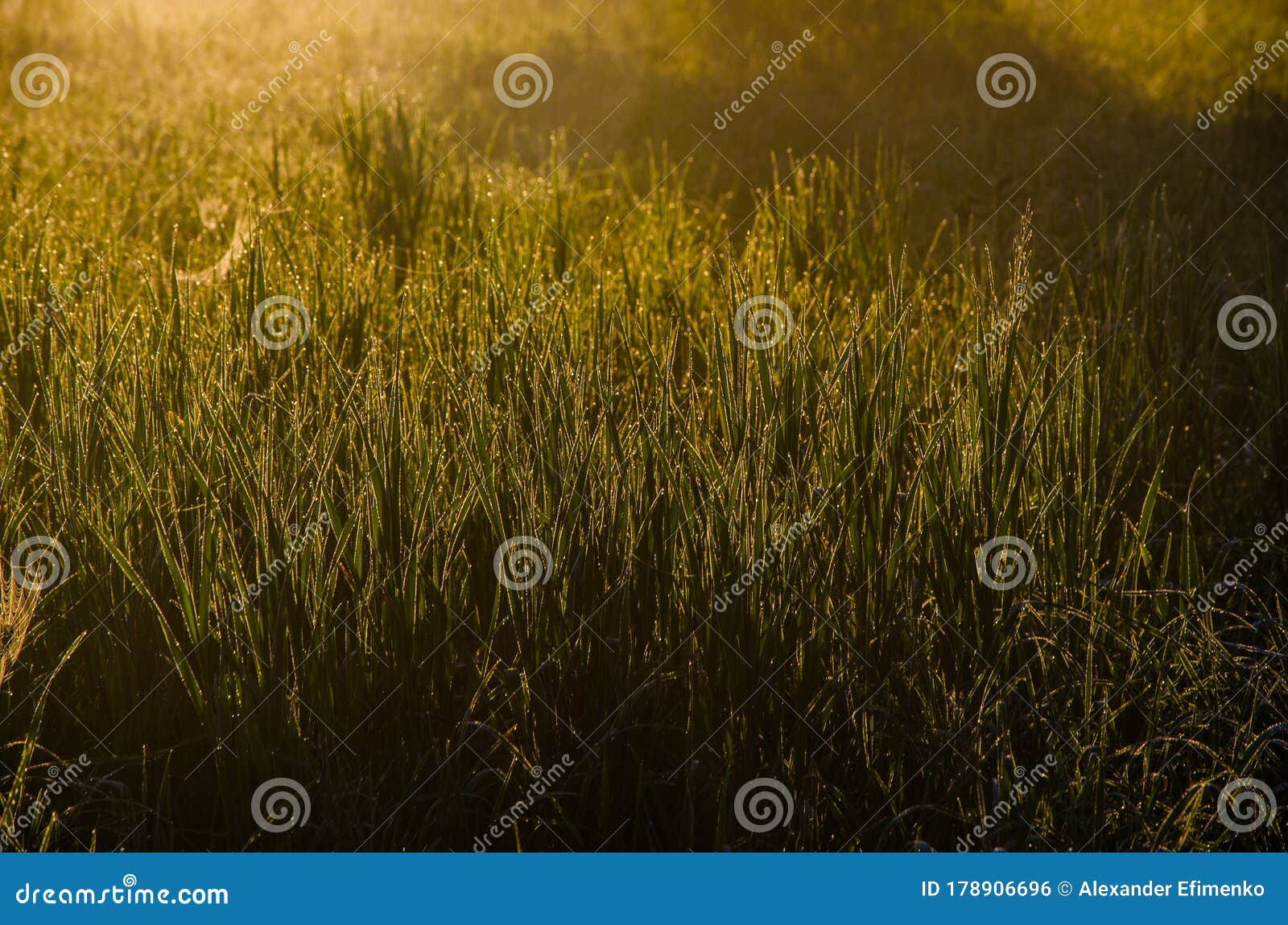 In the Morning Mist and Dew. the Sun S Rays Pass through the Lush ...