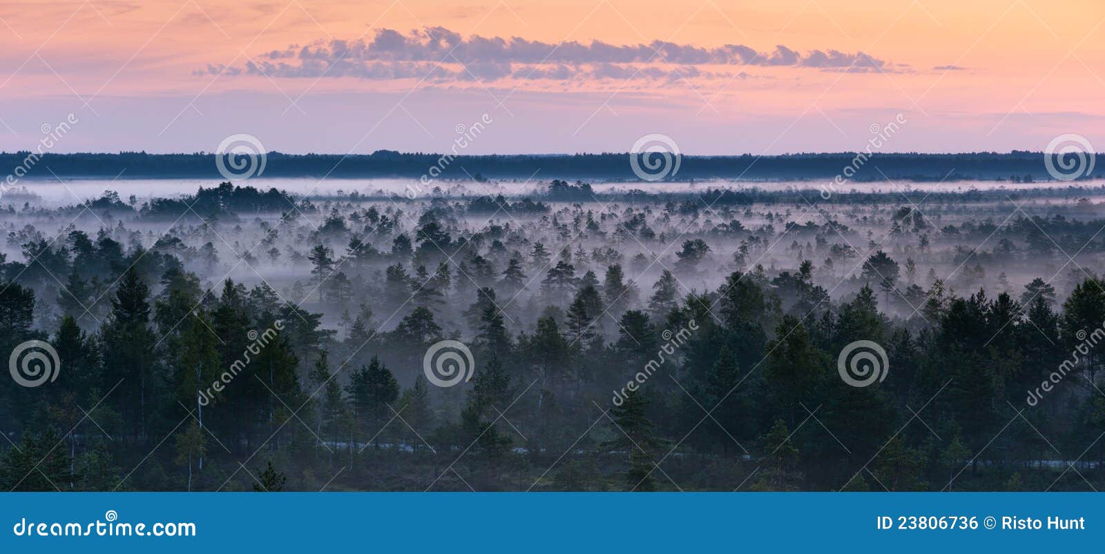 Morning mist in a marsh stock photo. Image of estonian - 23806736