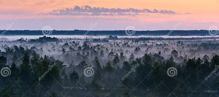 Morning mist in a marsh stock photo. Image of estonian - 23806736
