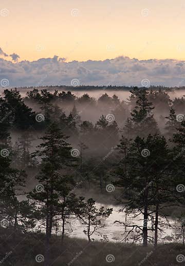 Morning Mist in a Marsh in Estonia Stock Image - Image of dawn, forest ...
