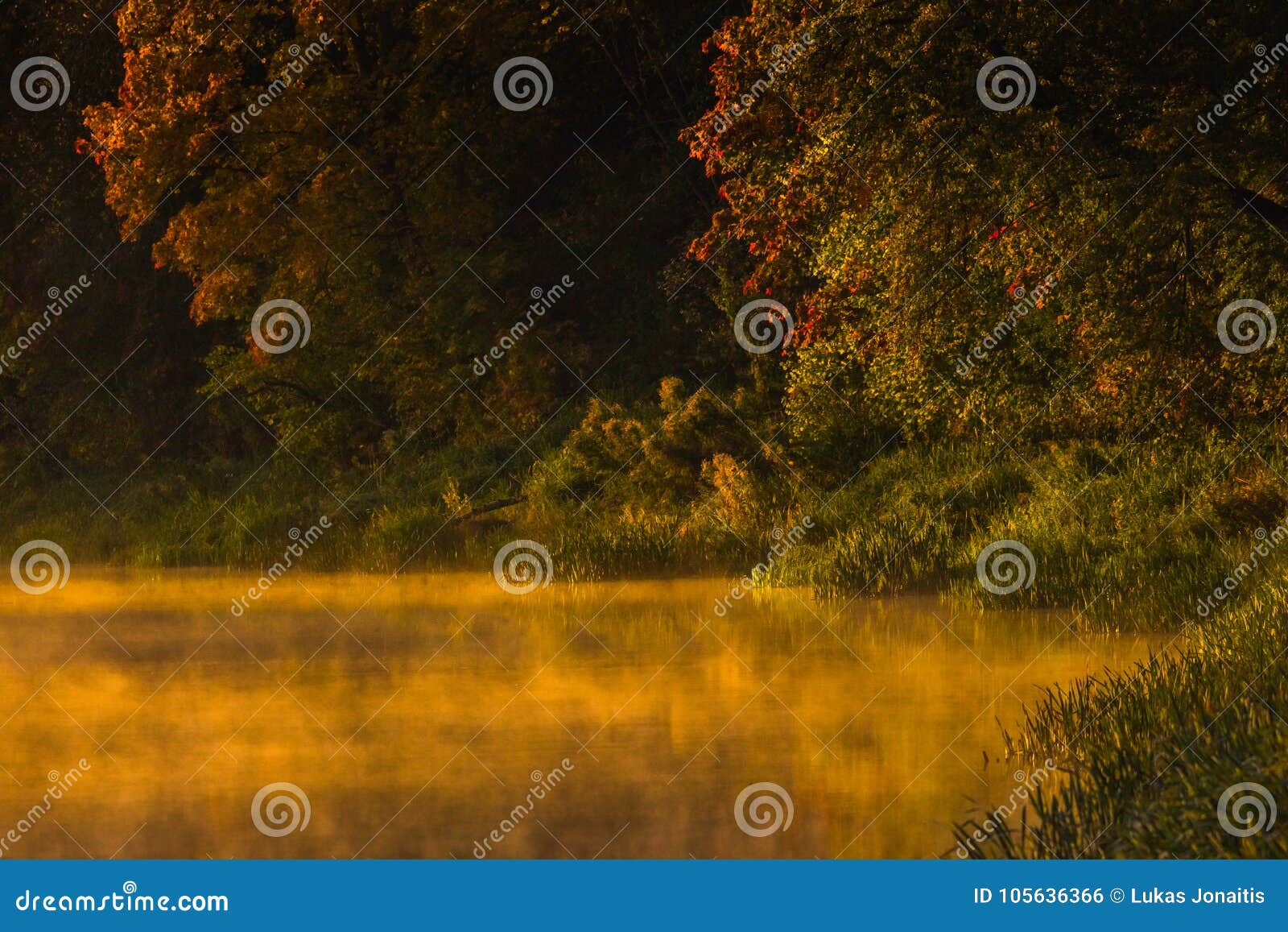 Morning Mist Over the Surface of Water Stock Photo - Image of serenely ...