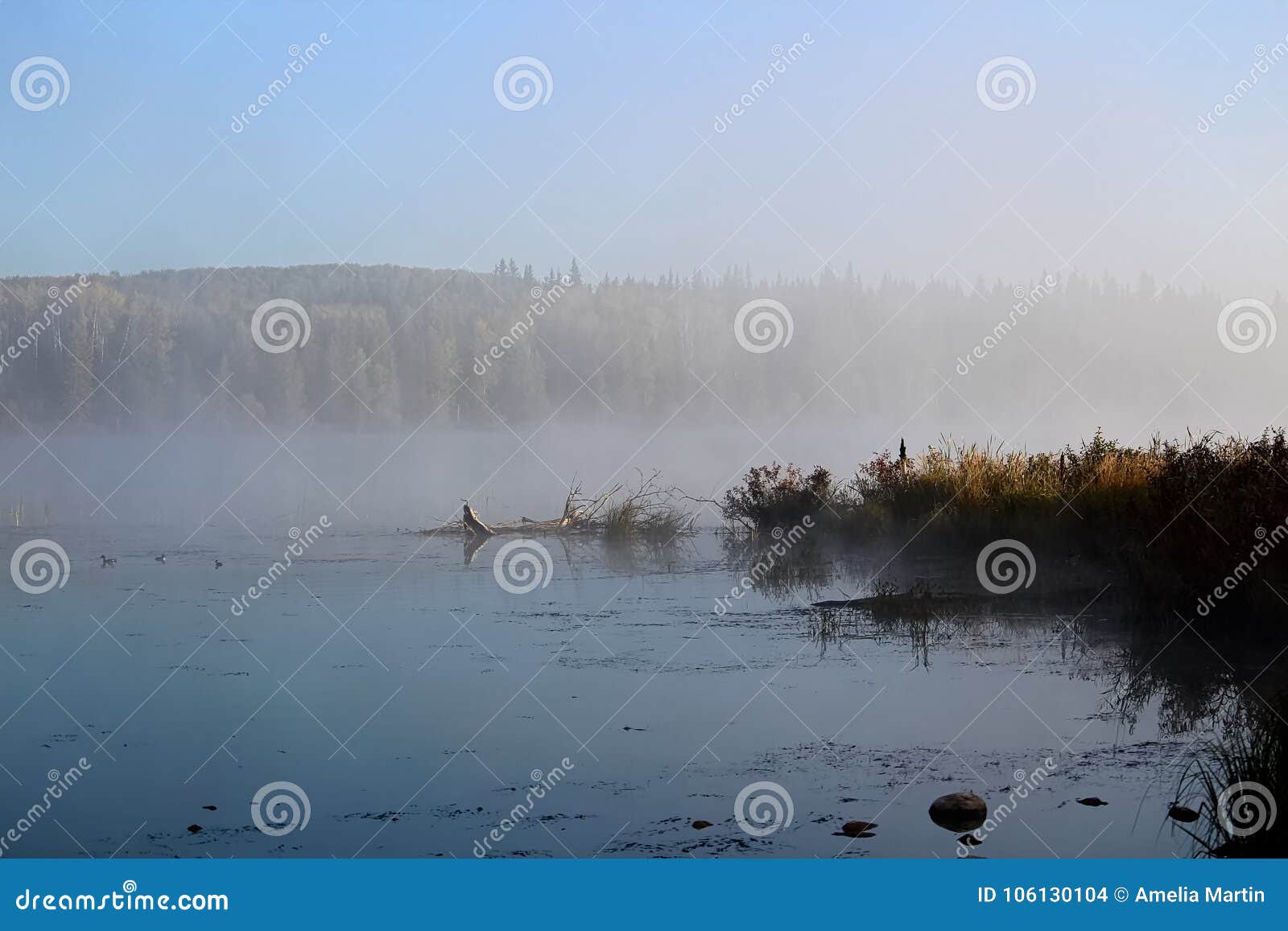 Morning Mist Rising Off of Alberta Lake Stock Photo - Image of tranquil ...