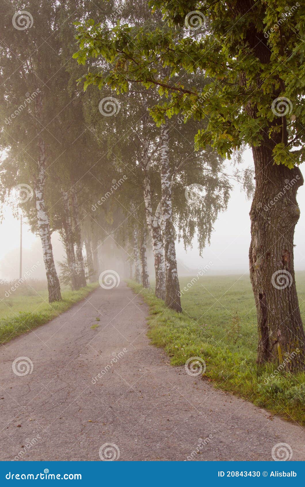 Morning mist and road stock photo. Image of road, asphalt - 20843430