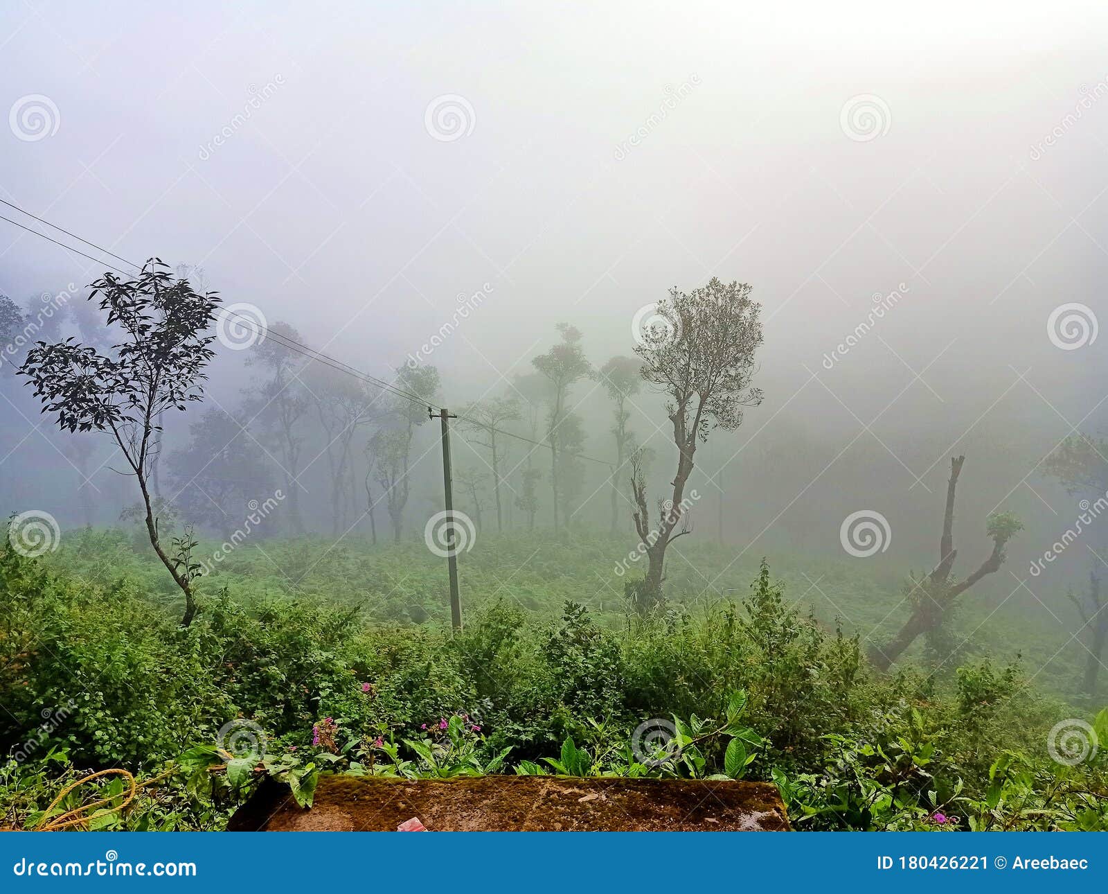 Morning Mist and Trees in Valley Stock Image - Image of leaf, hill ...