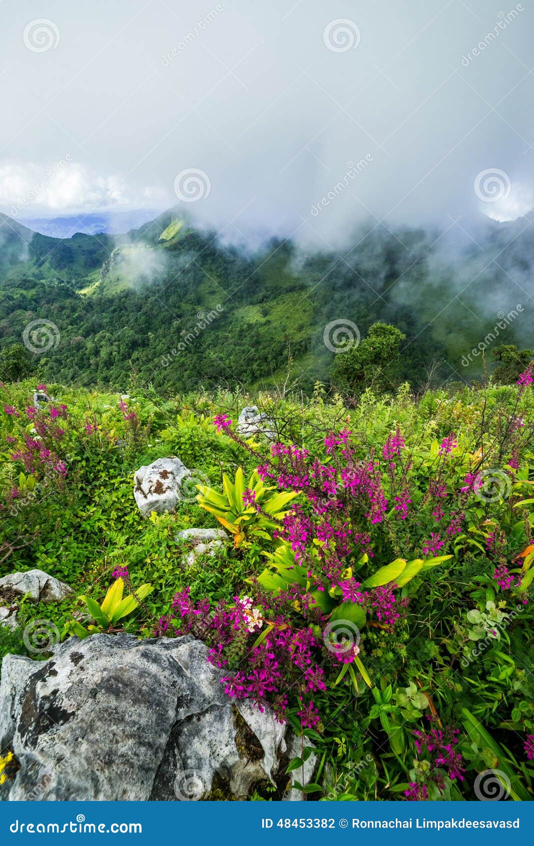 Morning Mist at Tropical Rain Forest Stock Photo - Image of deep ...
