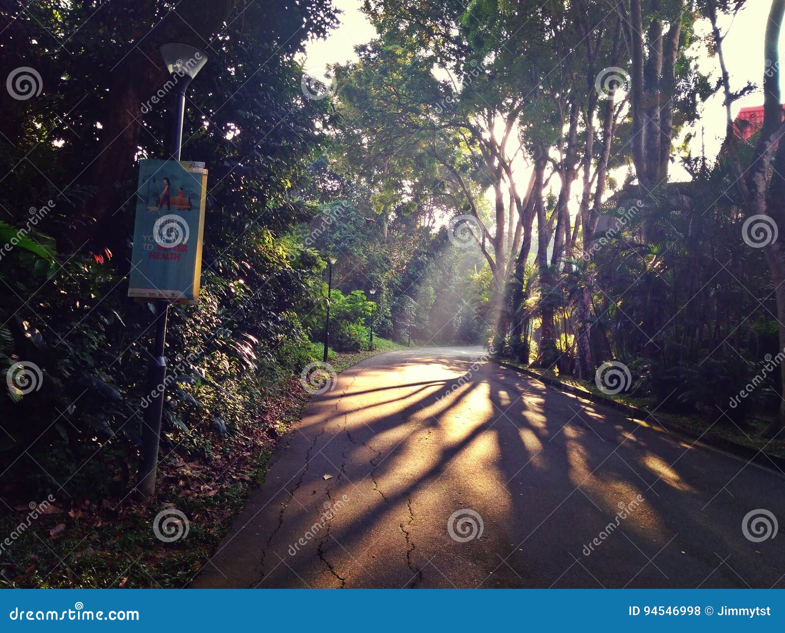 Morning Mist in Tropical Rainforest Stock Photo - Image of bright ...
