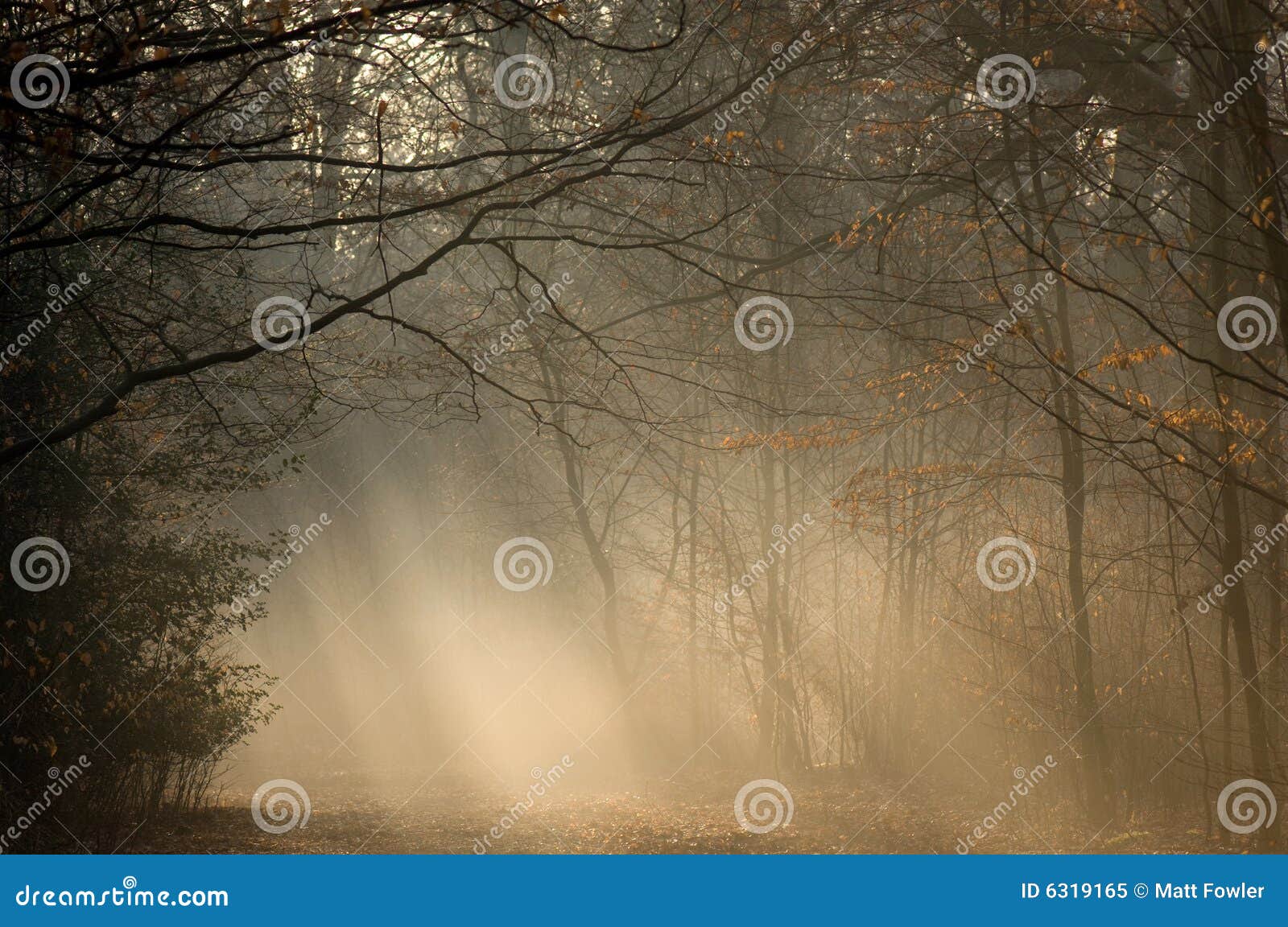 Morning mist in a wood stock image. Image of mist, beam - 6319165