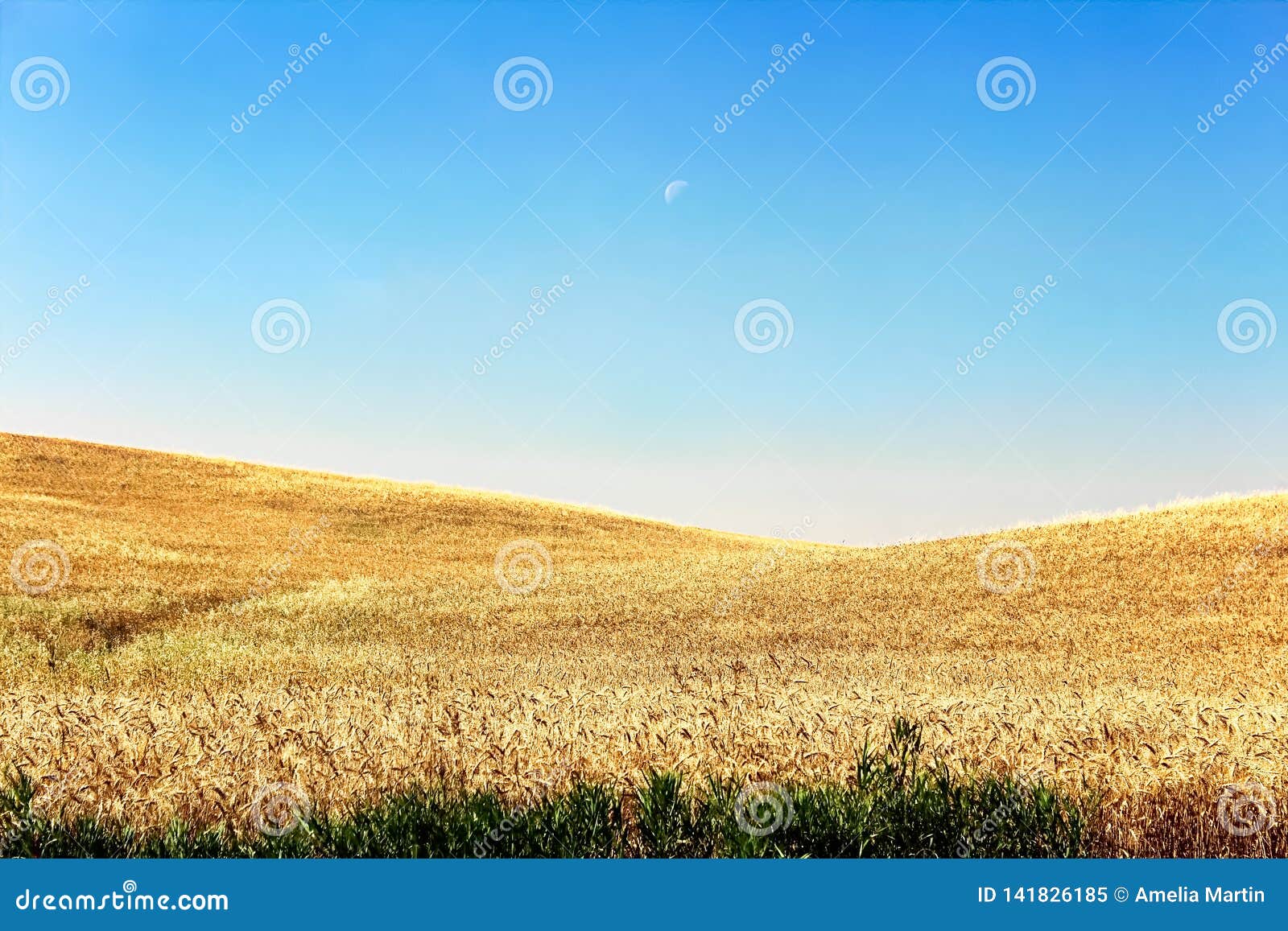 A Morning Moon Above a Prairie Barley Field Stock Image - Image of ...