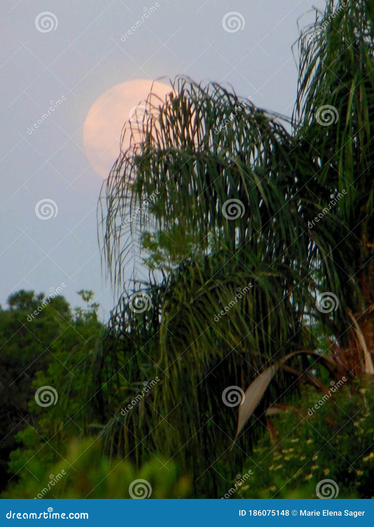 Morning Sun Peeking Through Autumn Oak Leaves Royalty-Free Stock Image ...