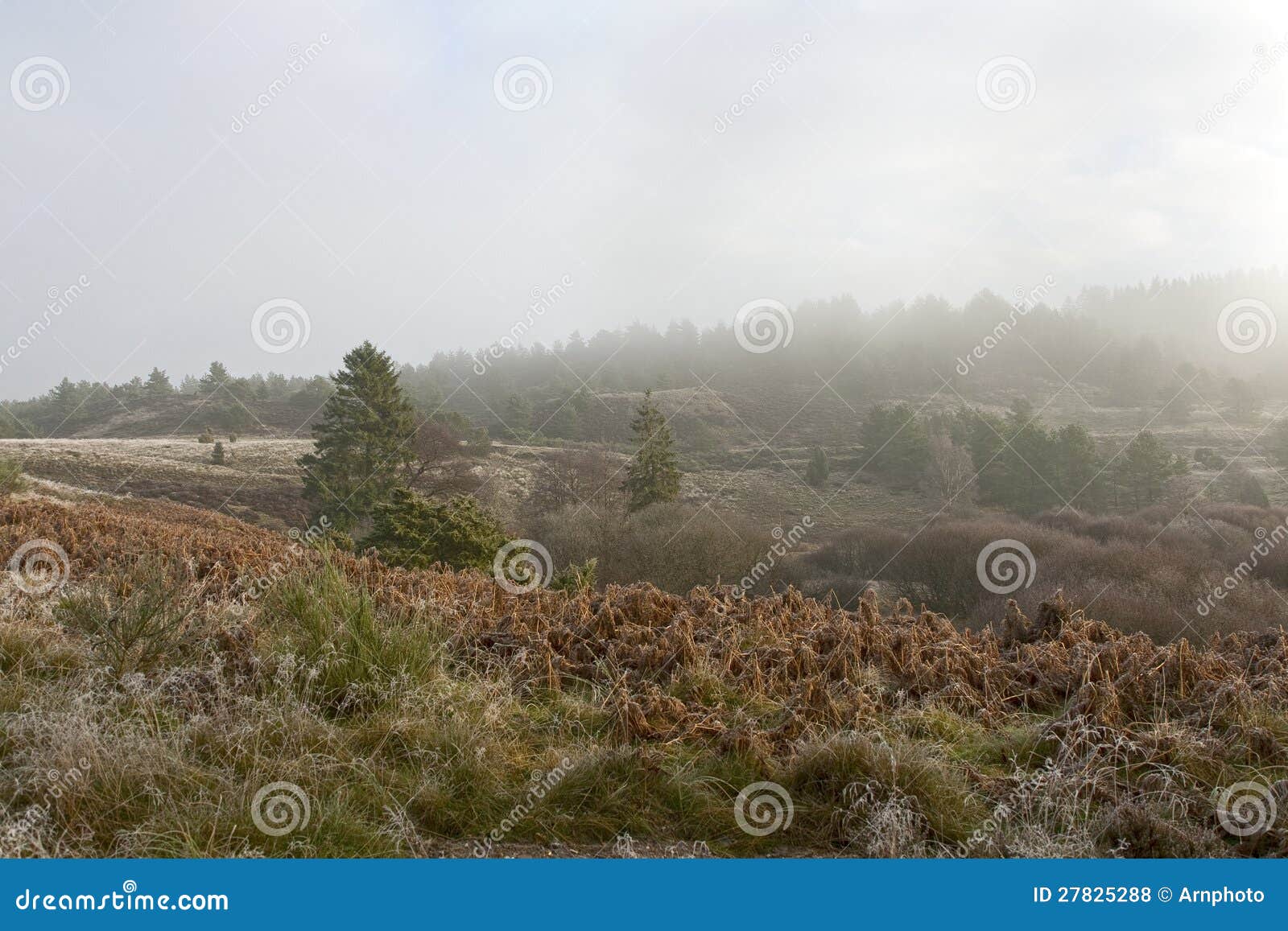 Morning in the Moor stock photo. Image of landscape, spruces - 27825288