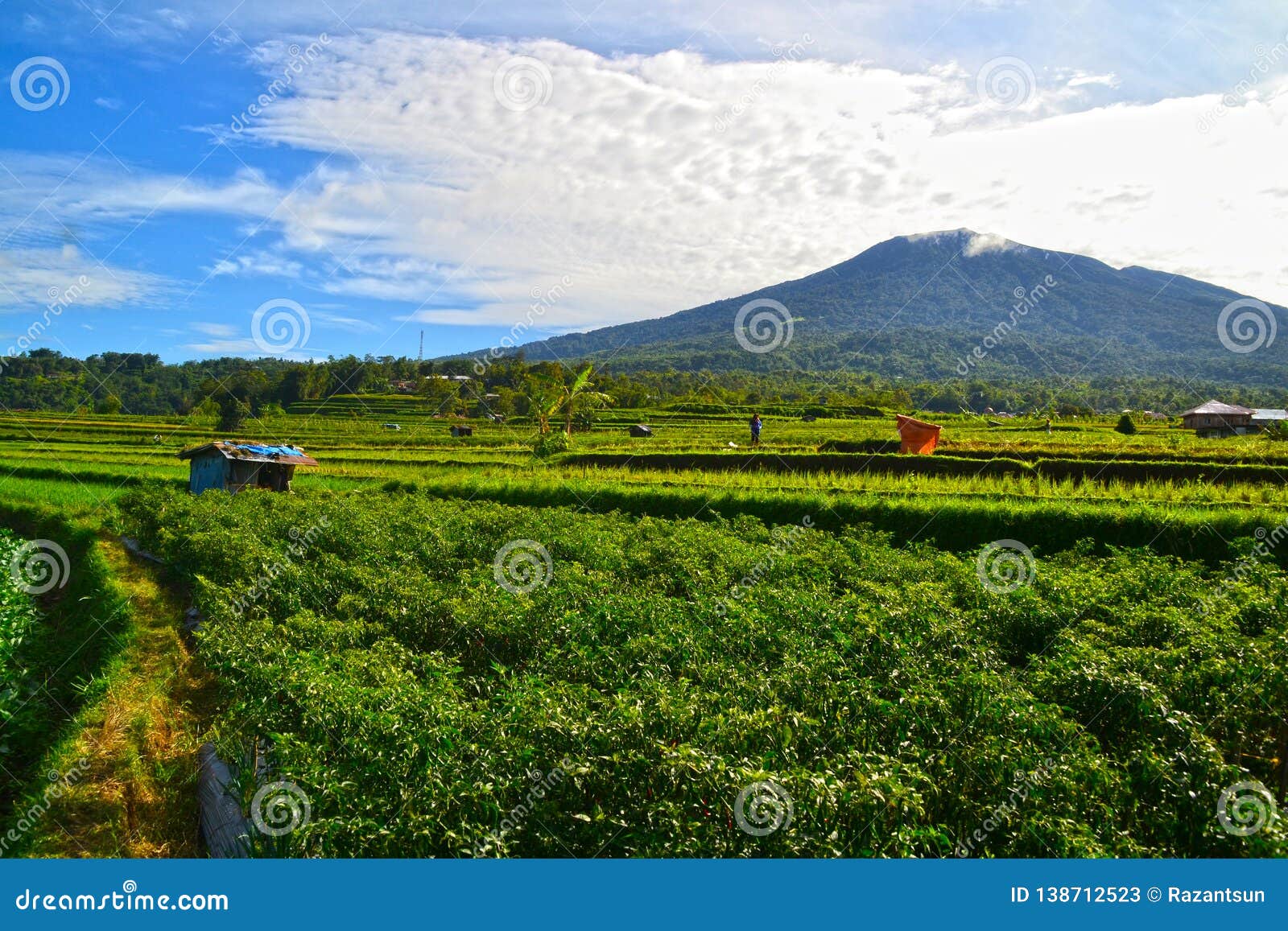 Morning Mountain View from Chilli Fields in the Village Stock Image ...