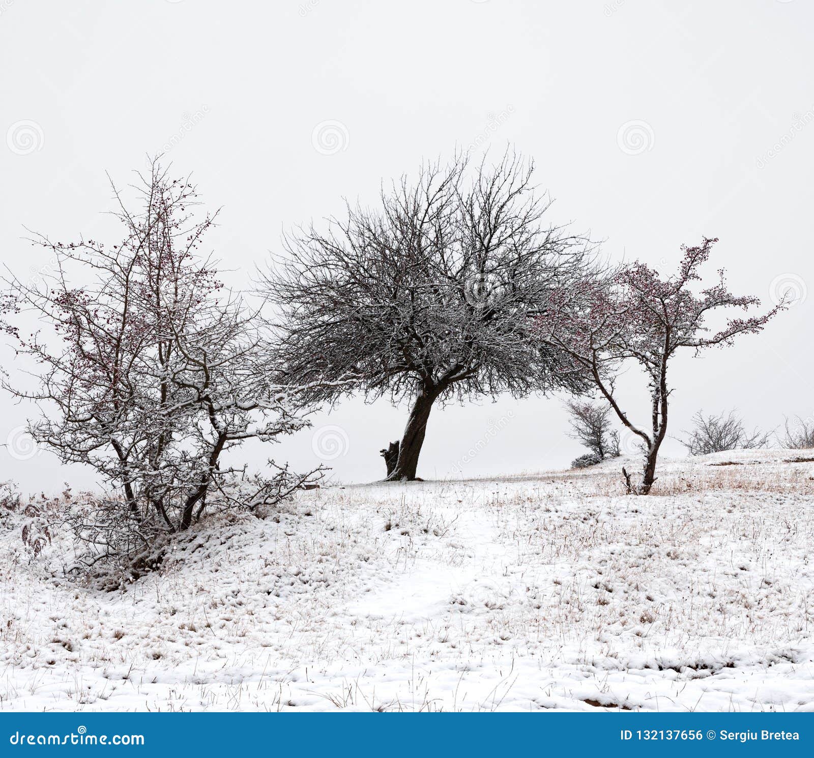 Lonely Tree in Fresh Snow Early Winter Stock Photo - Image of christmas ... Lonely Tree in Fresh Snow Early Winter Stock Photo - Image of christmas ...