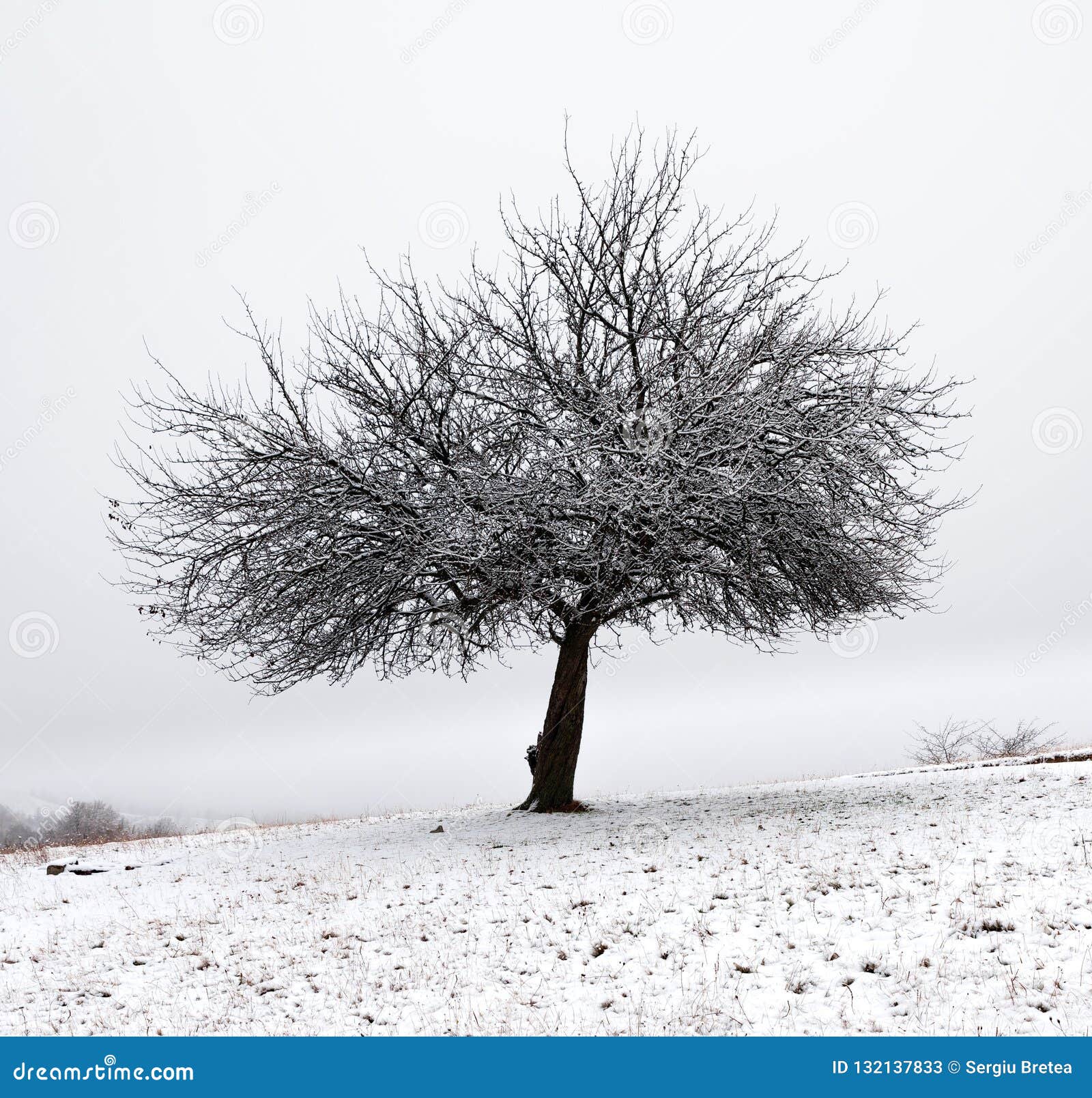 Lonely Tree in Fresh Snow Early Winter Stock Image - Image of alone ... Lonely Tree in Fresh Snow Early Winter Stock Image - Image of alone ...