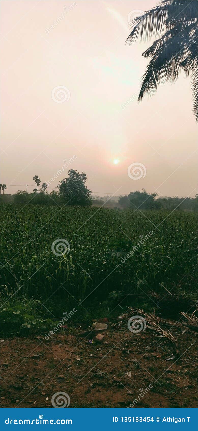 Morning stock photo. Image of smog, morning, nature - 135183454