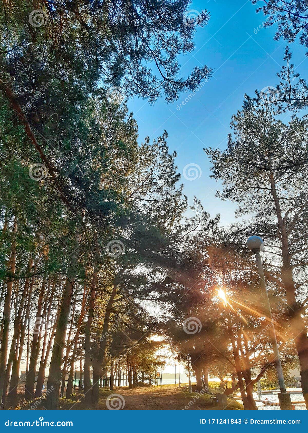 Morning in the nature stock image. Image of colors, trees - 171241843
