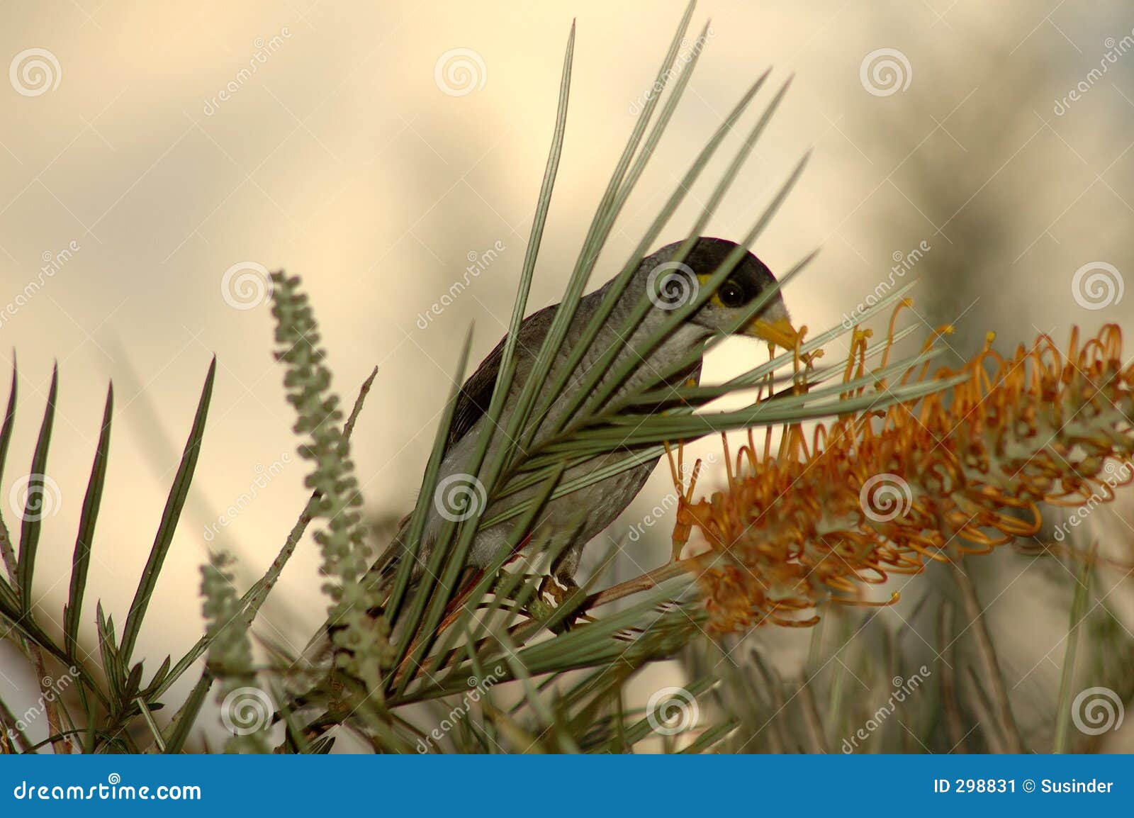 Morning Nectar stock image. Image of nectar, miner, tree - 298831
