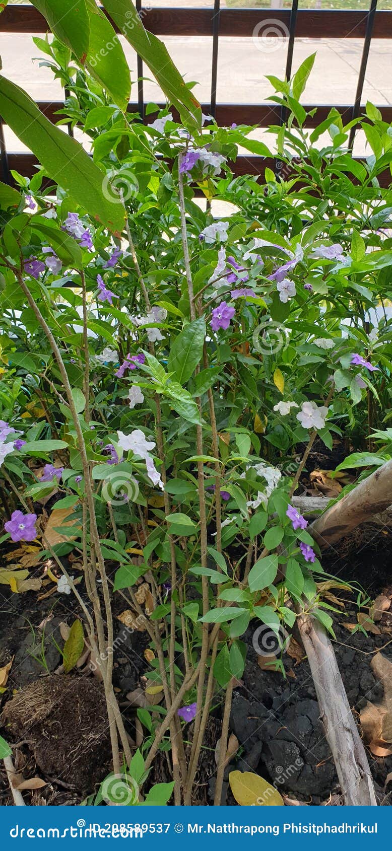 Morning Noon and Night Flower in Garden Stock Image - Image of garden ...