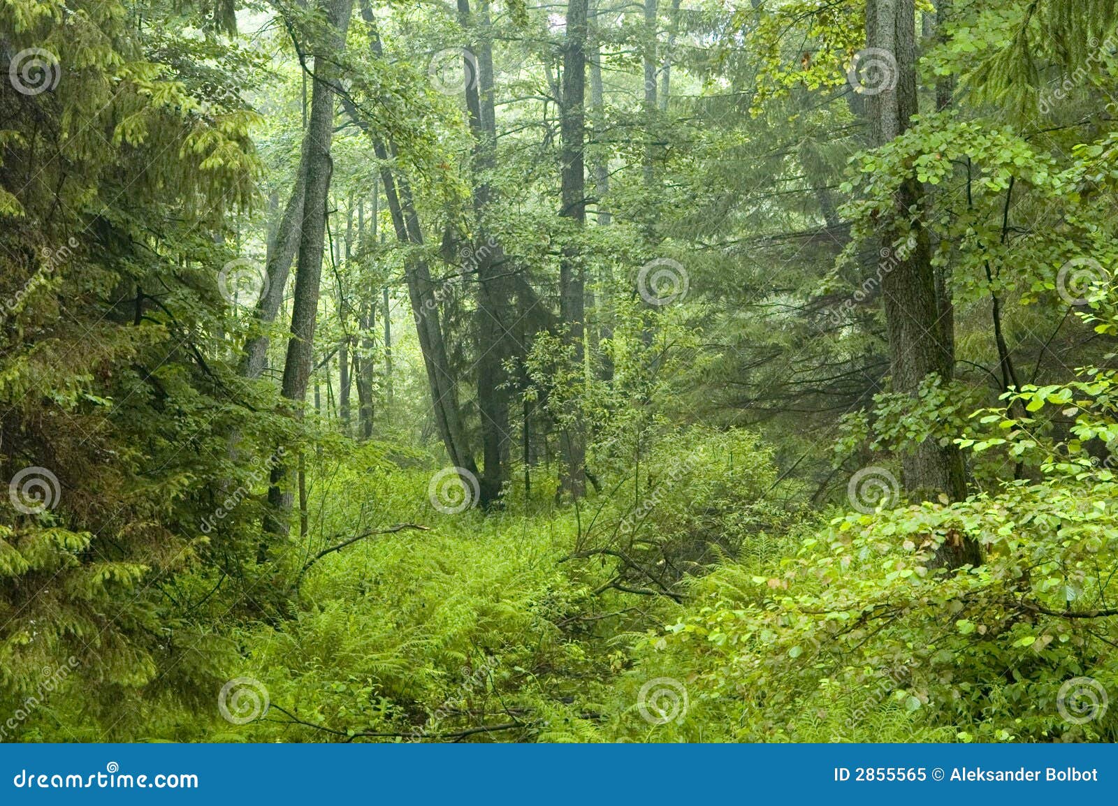 Morning in Old Alder Forest Stock Image - Image of endangered, woodland ...