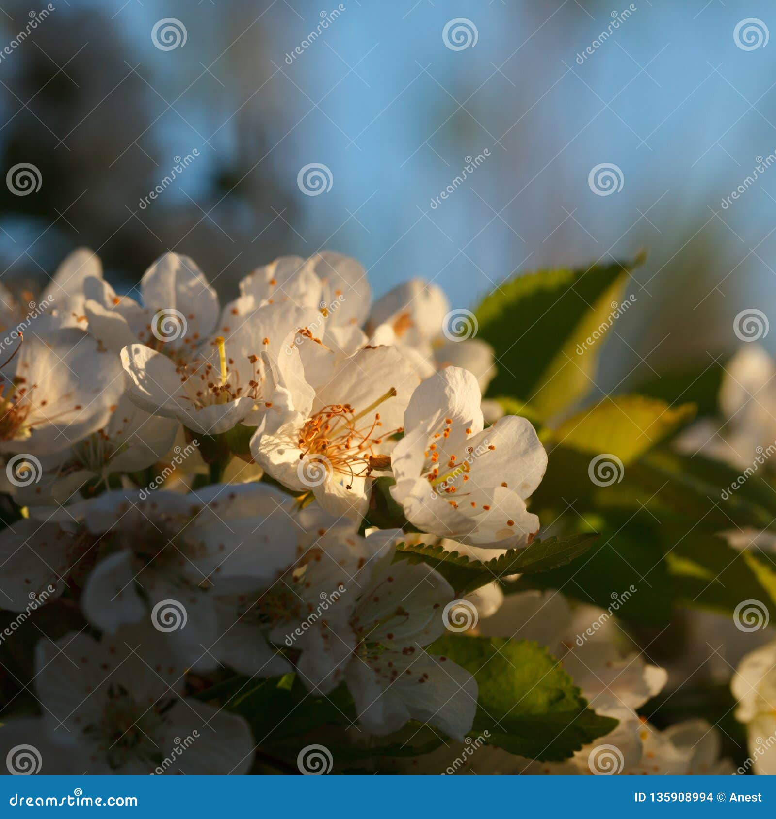 Morning in orchard garden stock photo. Image of spring - 135908994