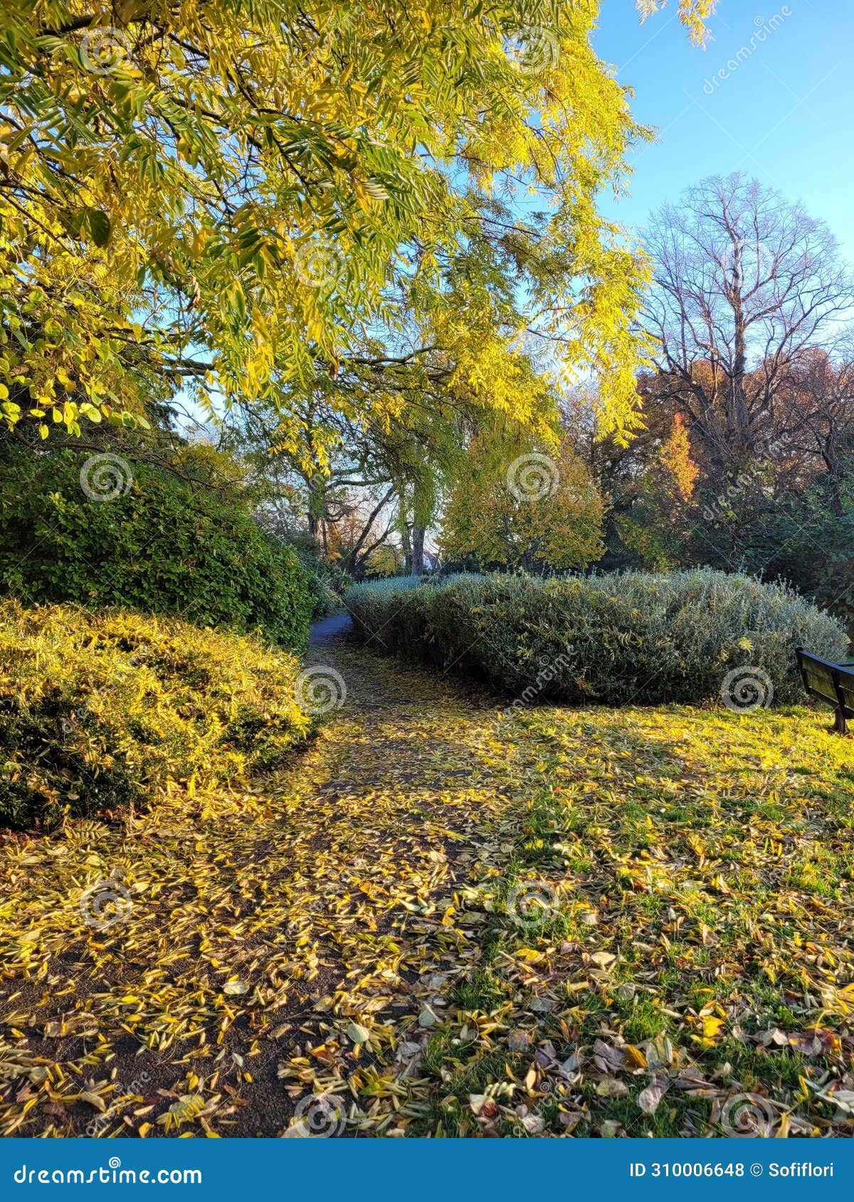 Morning Walk at the Cheam Park, Sutton Stock Photo - Image of walk ...