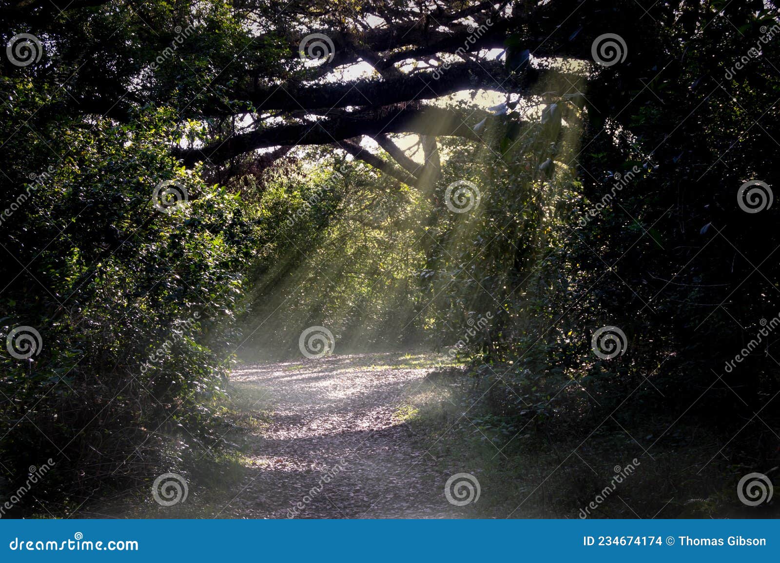 Morning park trail stock photo. Image of life, morning - 234674174