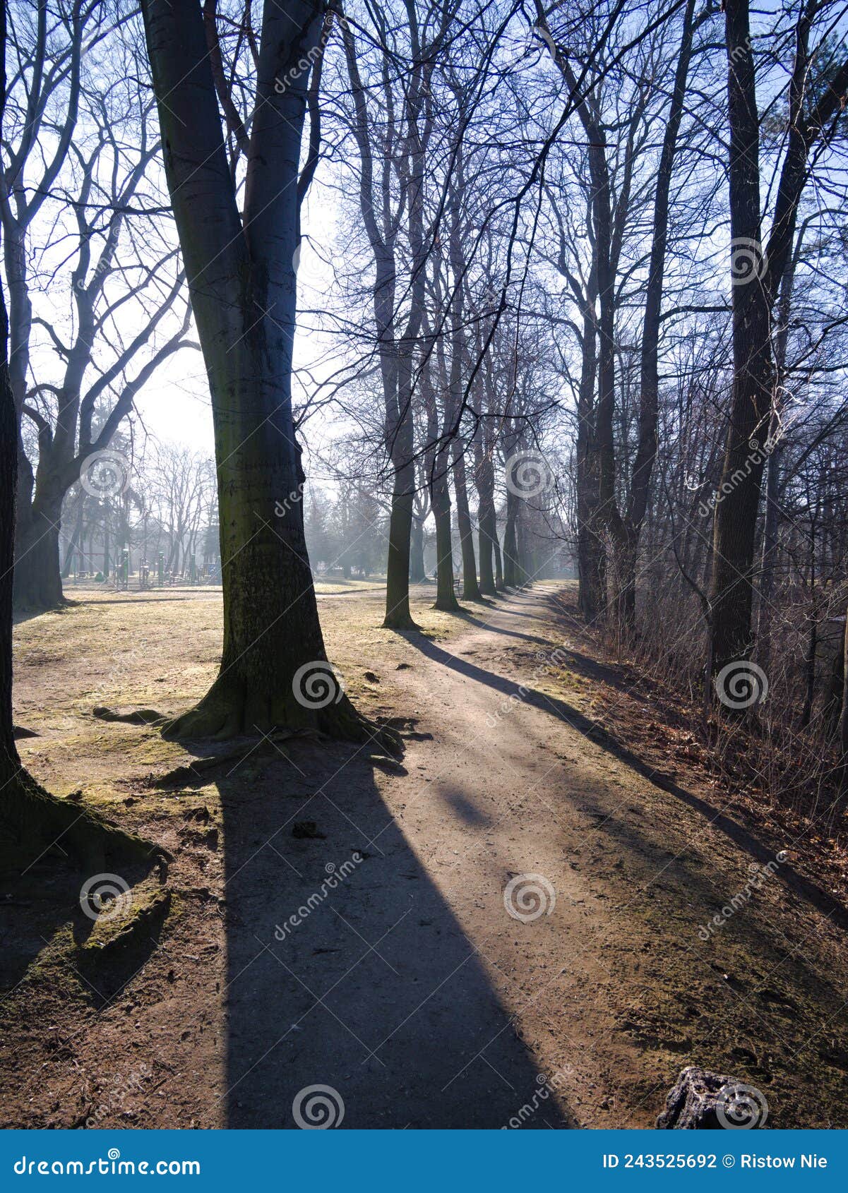 Morning Park Tree Shadow Vibe Stock Photo - Image of outdoor, asphalt ...