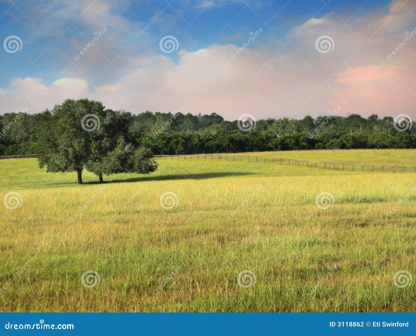 Morning pasture stock photo. Image of open, meadow, environment - 3118862