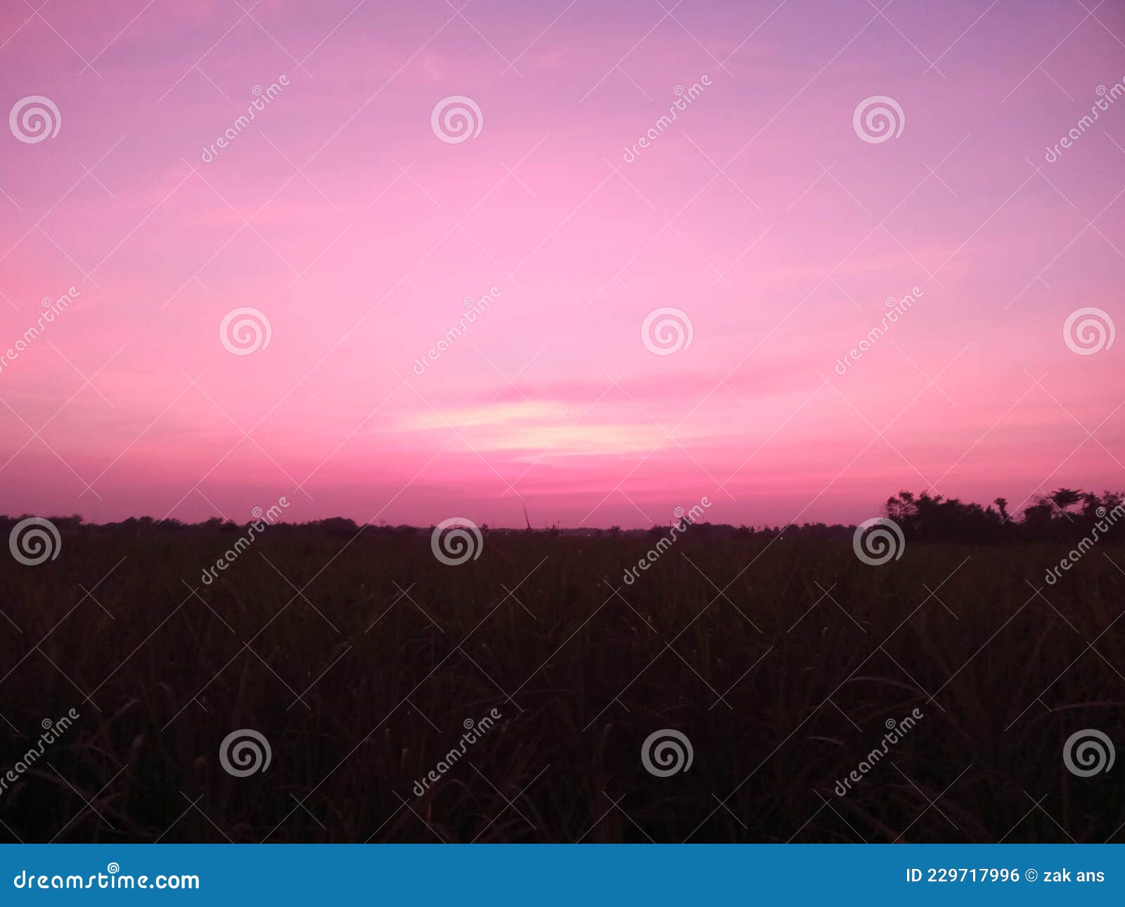 Morning Pink Sky stock photo. Image of trees, nature - 229717996