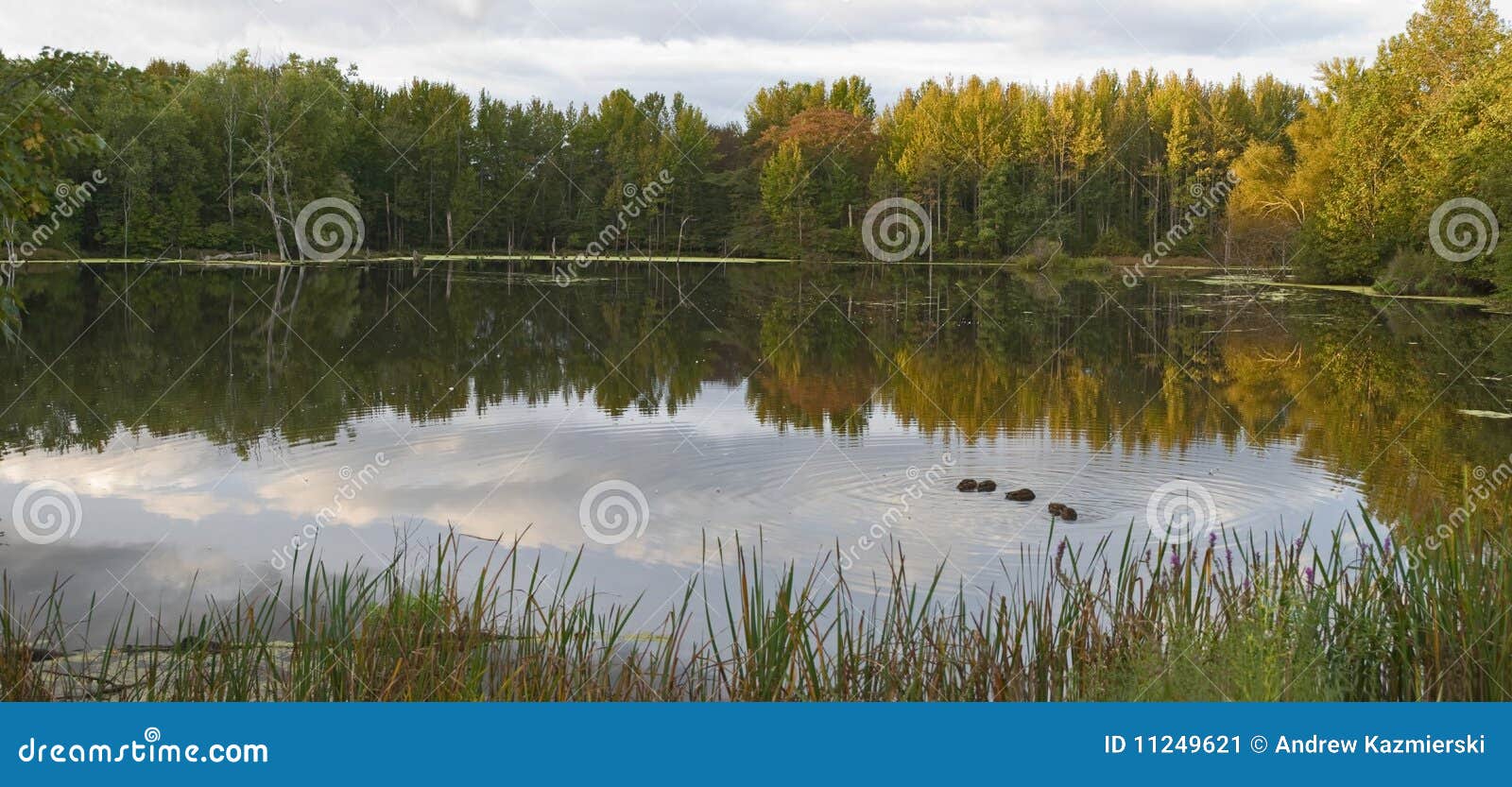 Morning Pond Panorama stock image. Image of foliage, ripples - 11249621