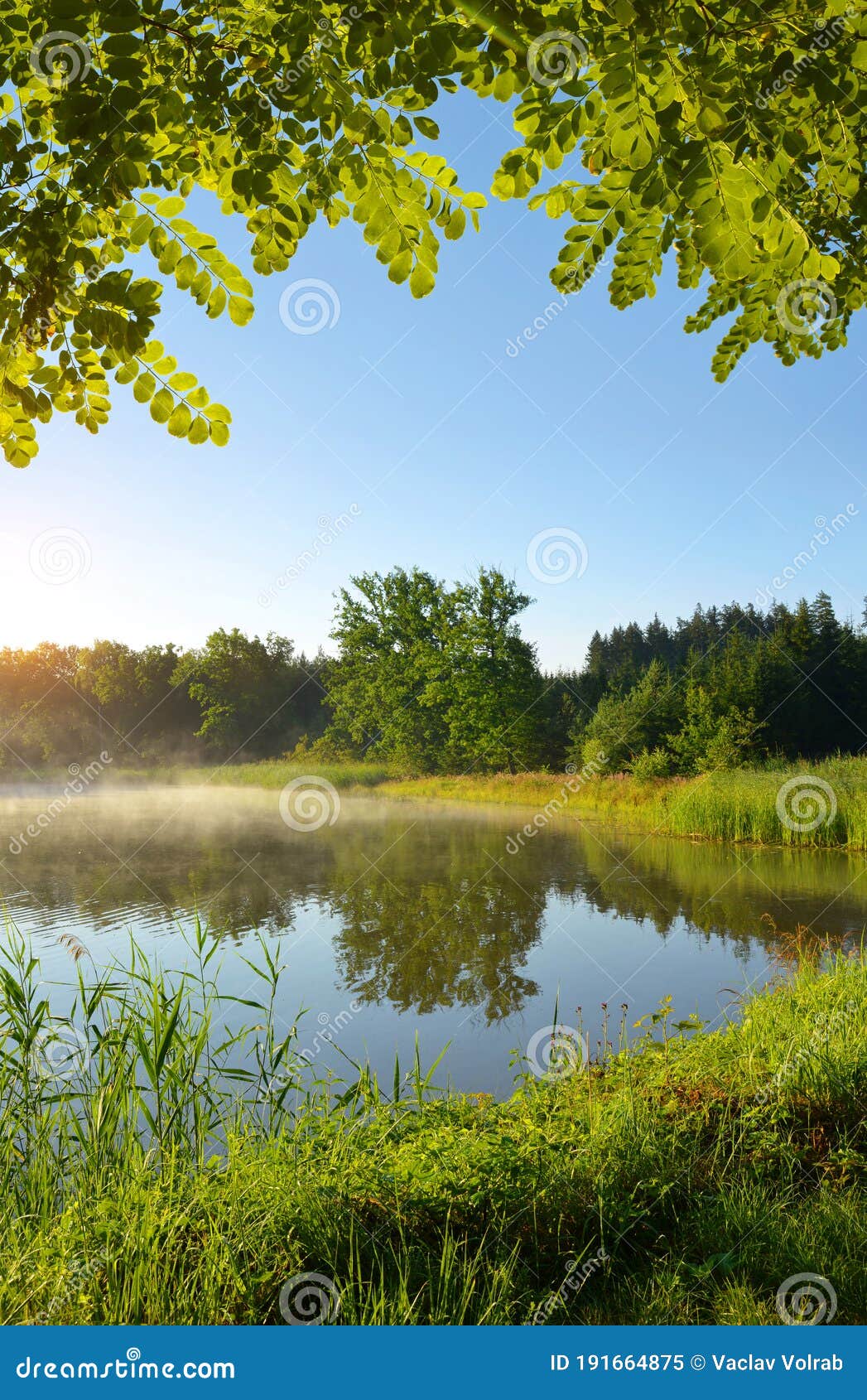 Morning by the pond. stock image. Image of plant, nature - 191664875