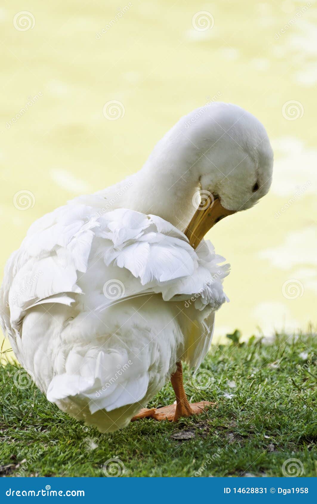 A morning preening goose stock image. Image of grooming - 14628831