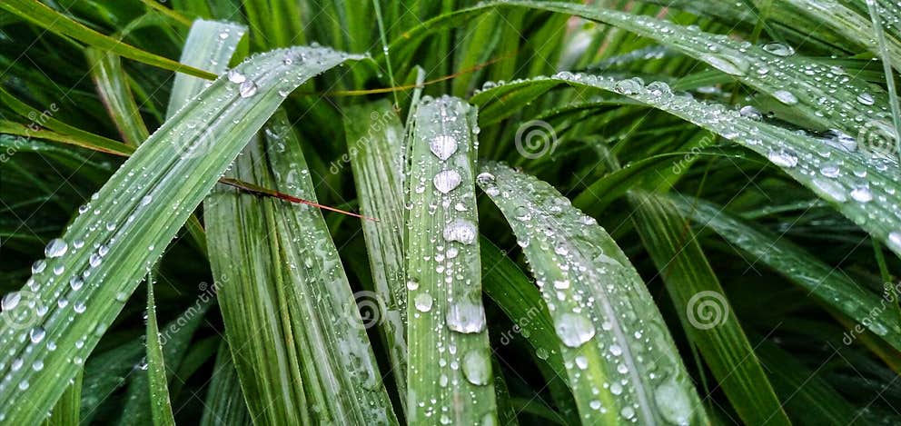Morning after rain stock photo. Image of water, rain - 203931386