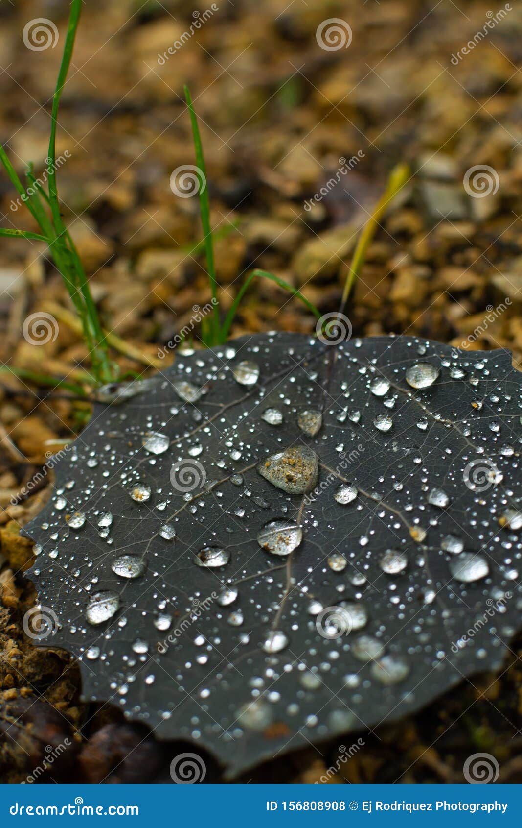 Morning Rain Drops on Fallen Leaf Stock Photo - Image of natural ...