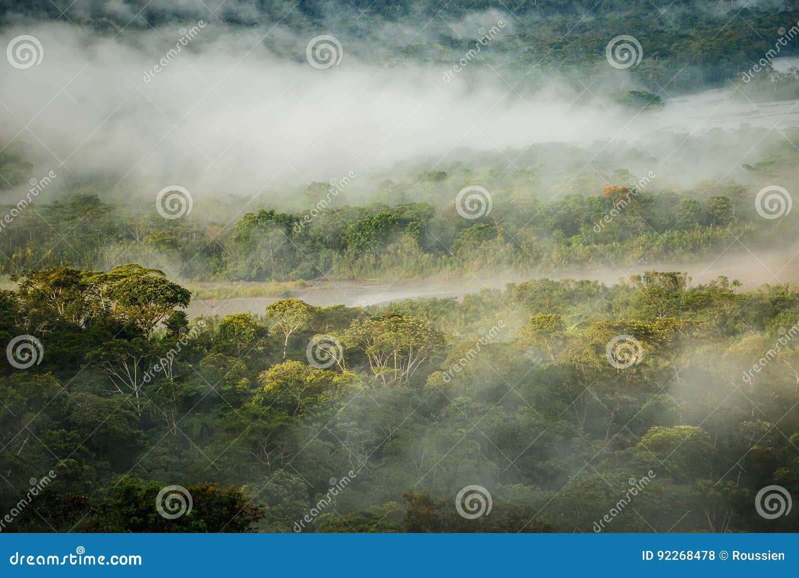 The Morning Rain Forest in Amazonic Jungle, Ecuador Stock Photo - Image ...